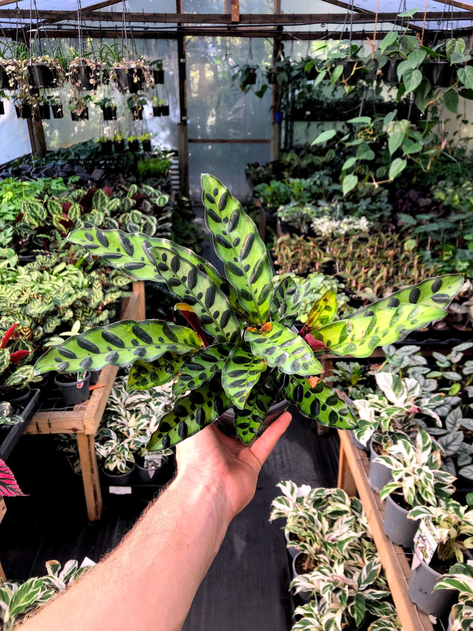Calathea Insignis LARGE Rattle Snake Calathea Easy Care | Etsy