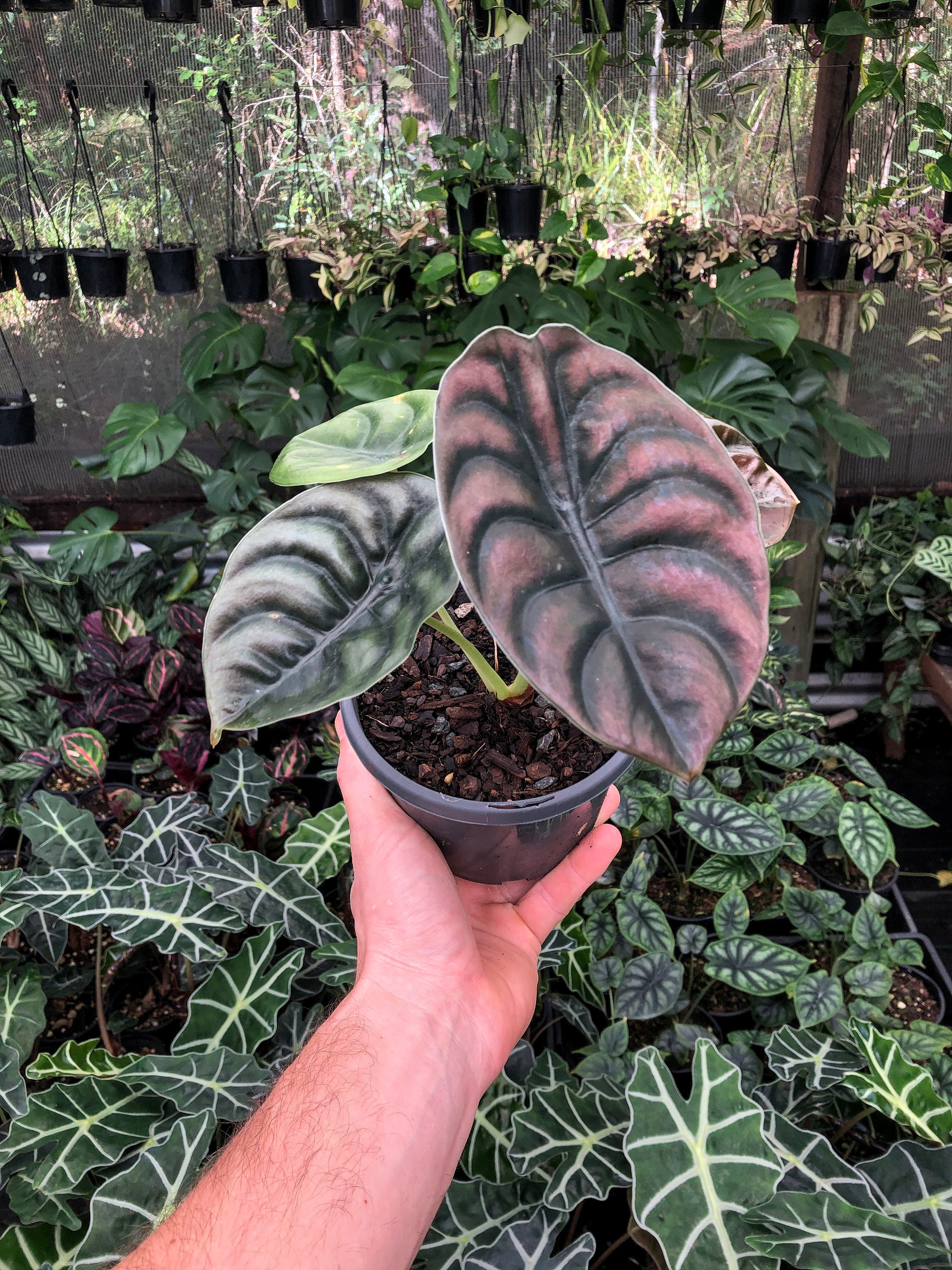 Alocasia Cuprea Alocasia 'Red Secret' Aroid Easy | Etsy