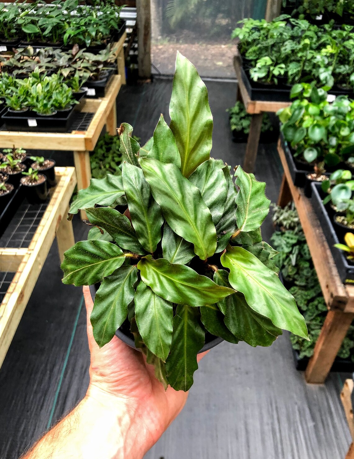 Calathea Rufibarba Furry Feather Calathea Velvet Calathea | Etsy