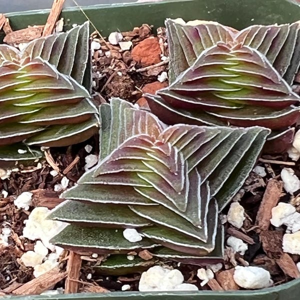 NorCalSucculentShop - Etsy