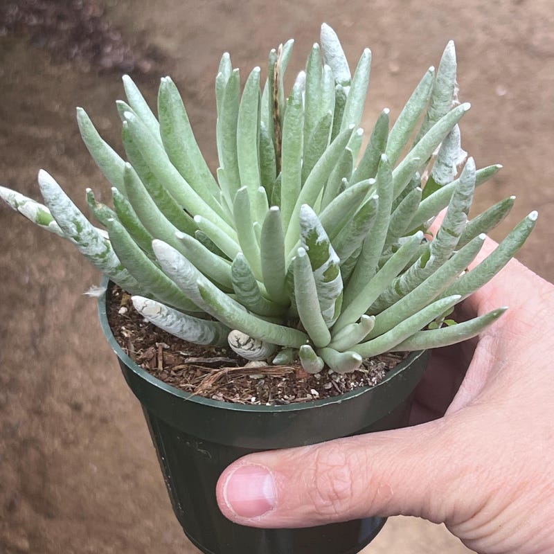 NorCalSucculentShop - Etsy