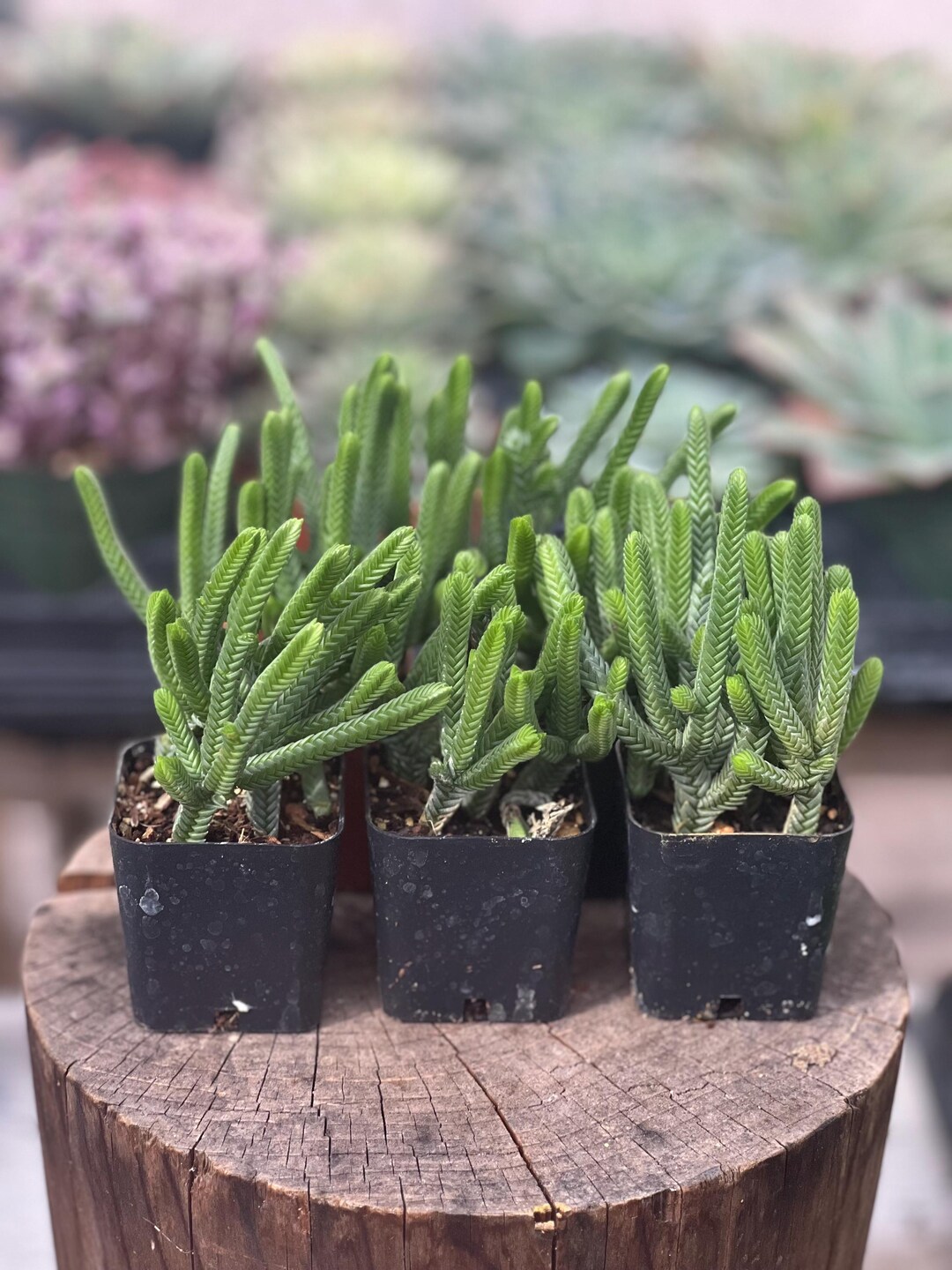 Watch Chain 2 Succulent Live House Plant Rare Succulents - Etsy