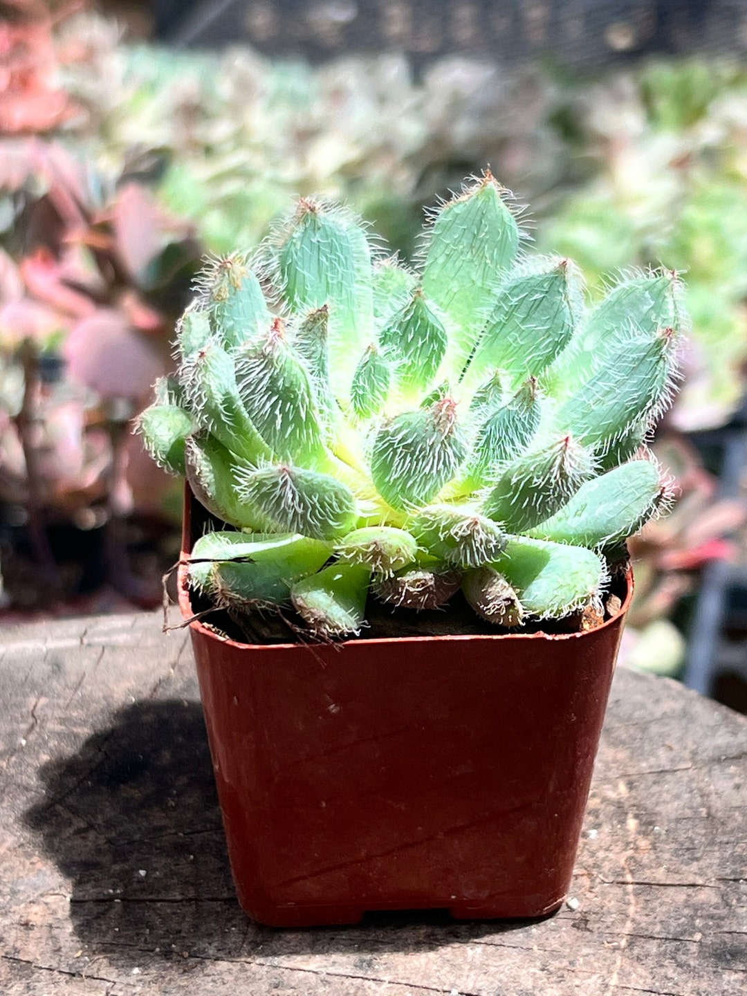 Echeveria Setosa Mexican Firecracker 2 Succulent - Etsy
