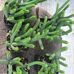 Watch Chain 2 Succulent Live House Plant Rare Succulents - Etsy