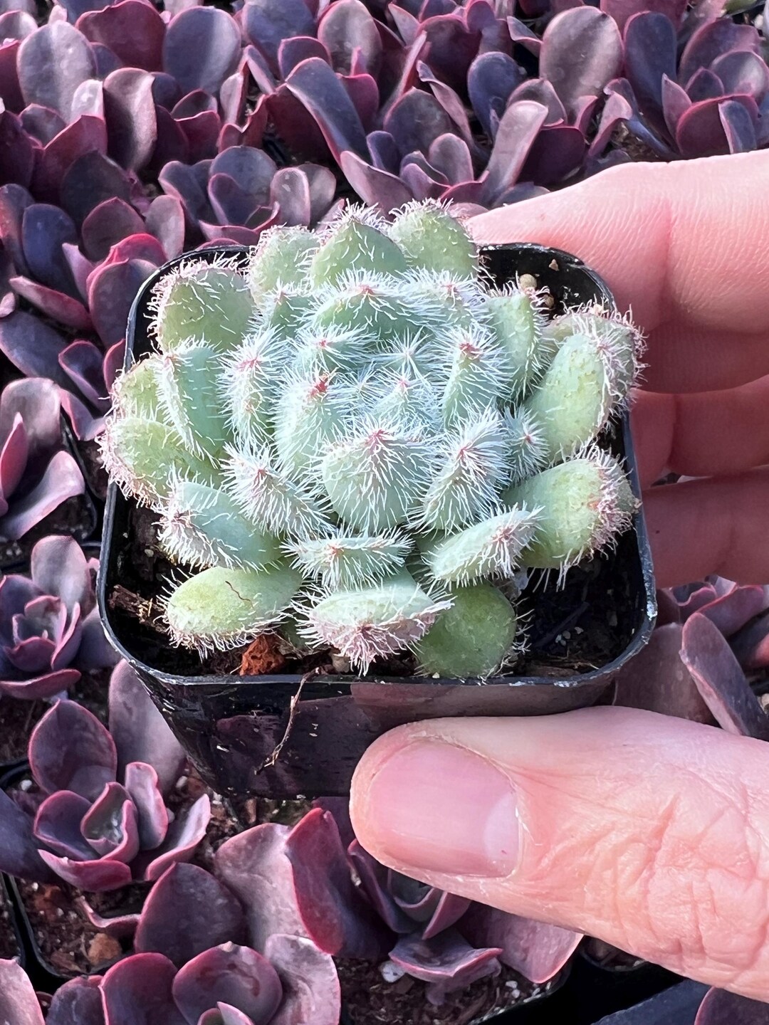 Echeveria Setosa Mexican Firecracker 2 Succulent Live House Plant Rare Succulents - Etsy