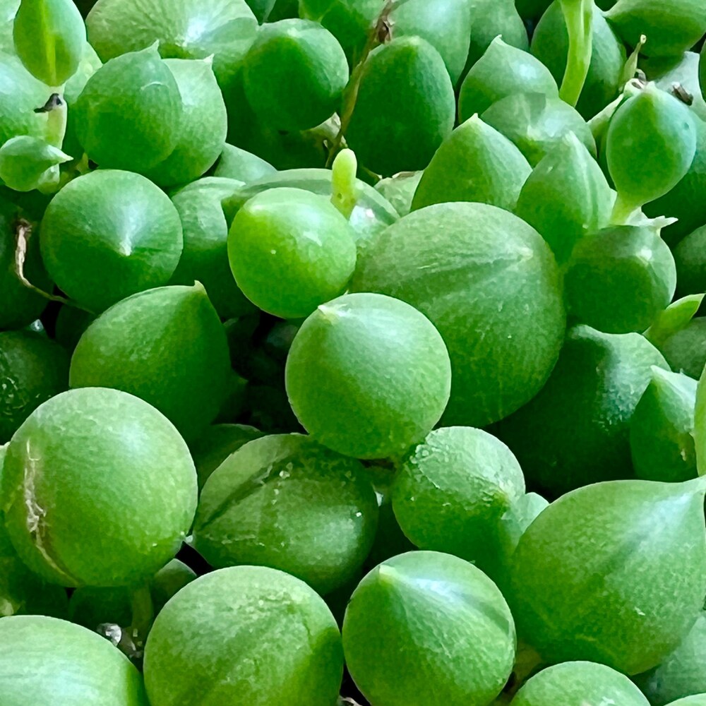 NorCalSucculentShop - Etsy