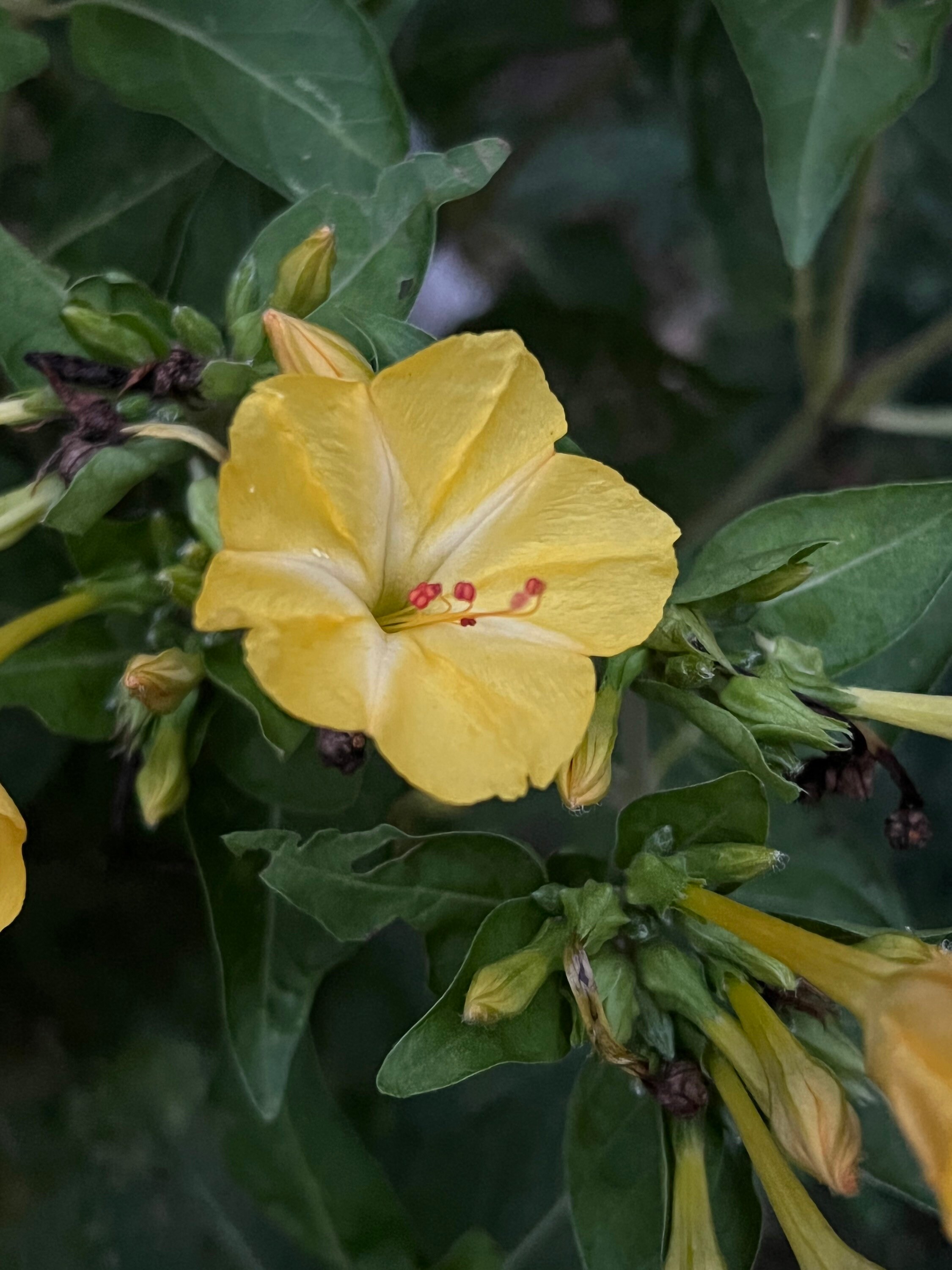 2023 Harvest, 20 Seeds Mirabilis Jalapa, Bloom at Night, Four Oclock ...
