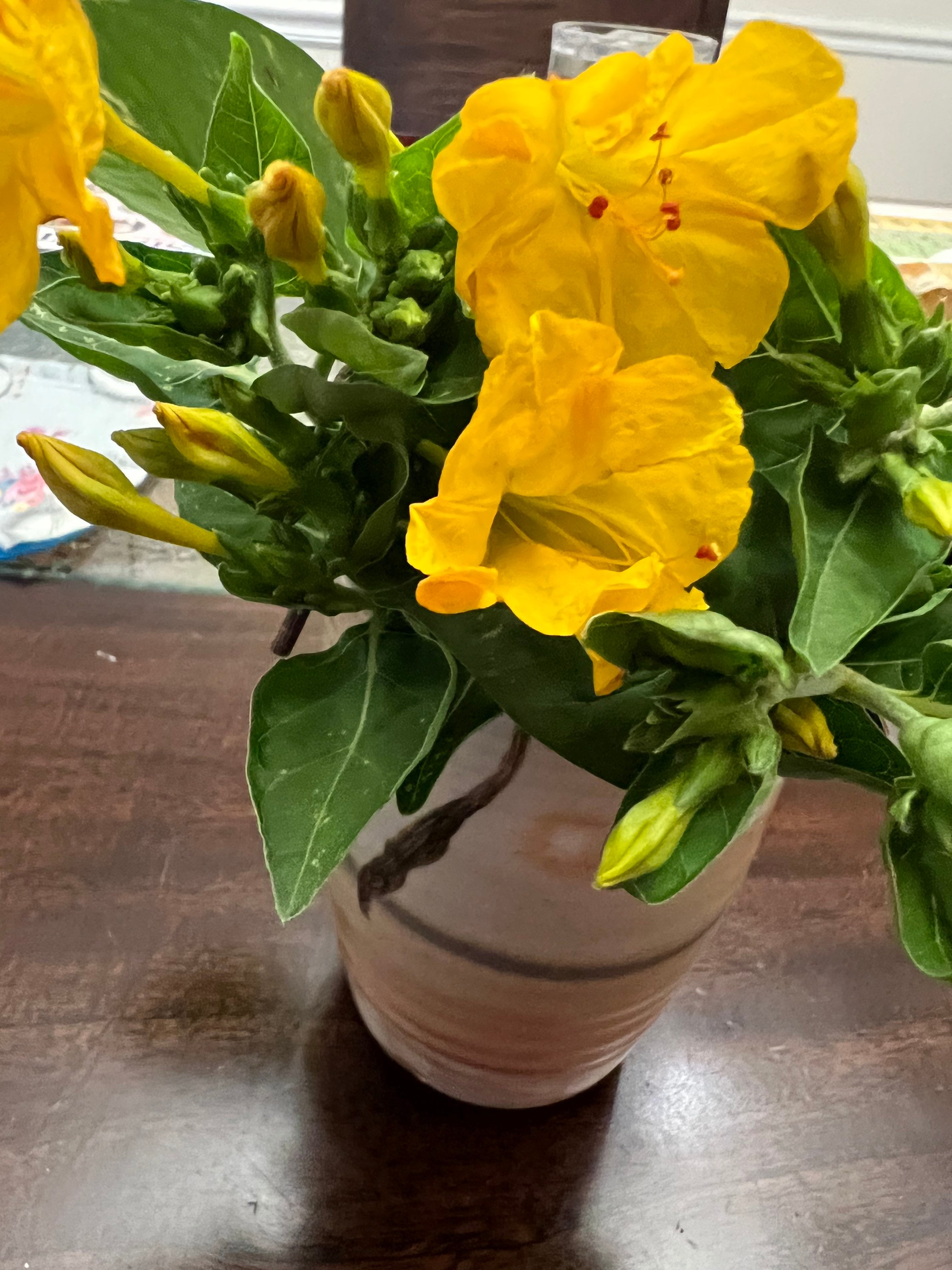 2023 Harvest, 20 Seeds Mirabilis Jalapa, Bloom at Night, Four Oclock ...