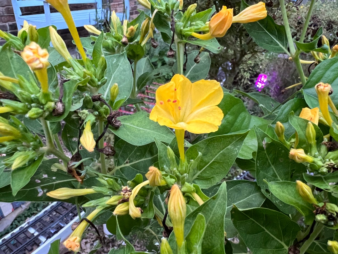 2023 Harvest, 20 Seeds Mirabilis Jalapa, Bloom at Night, Four Oclock ...