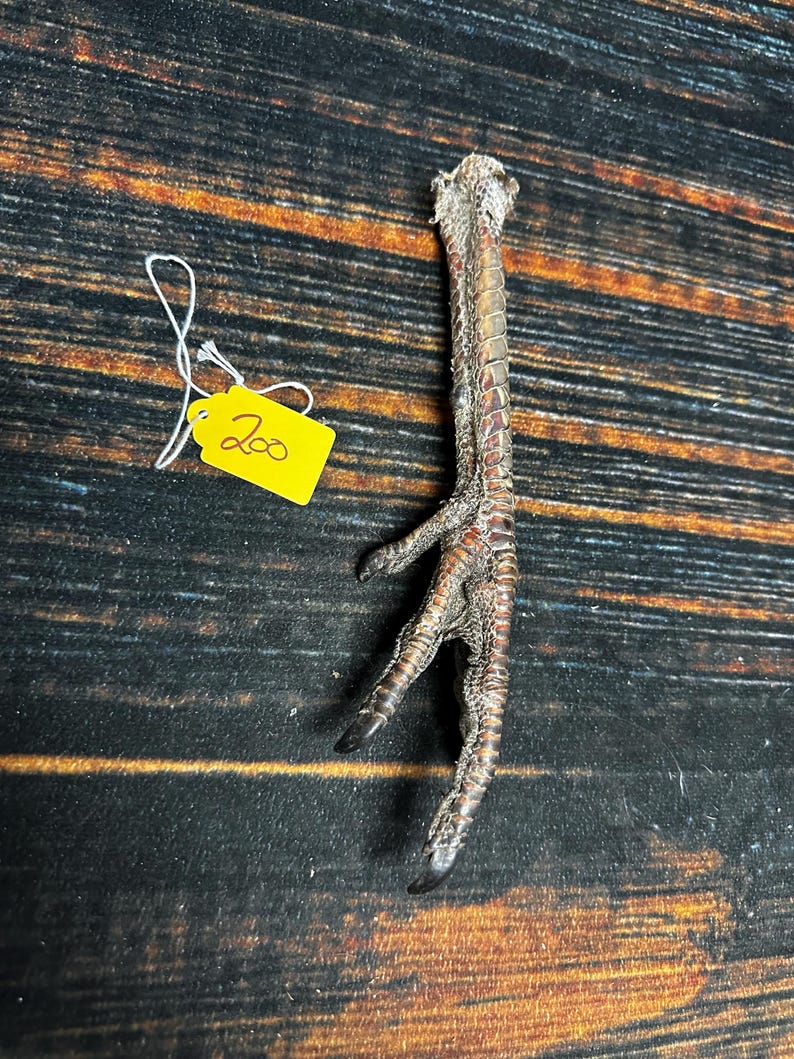 Real Wild Turkey Foot Taxidermy Mount Art Feet Voodoo Unique Christmas ...