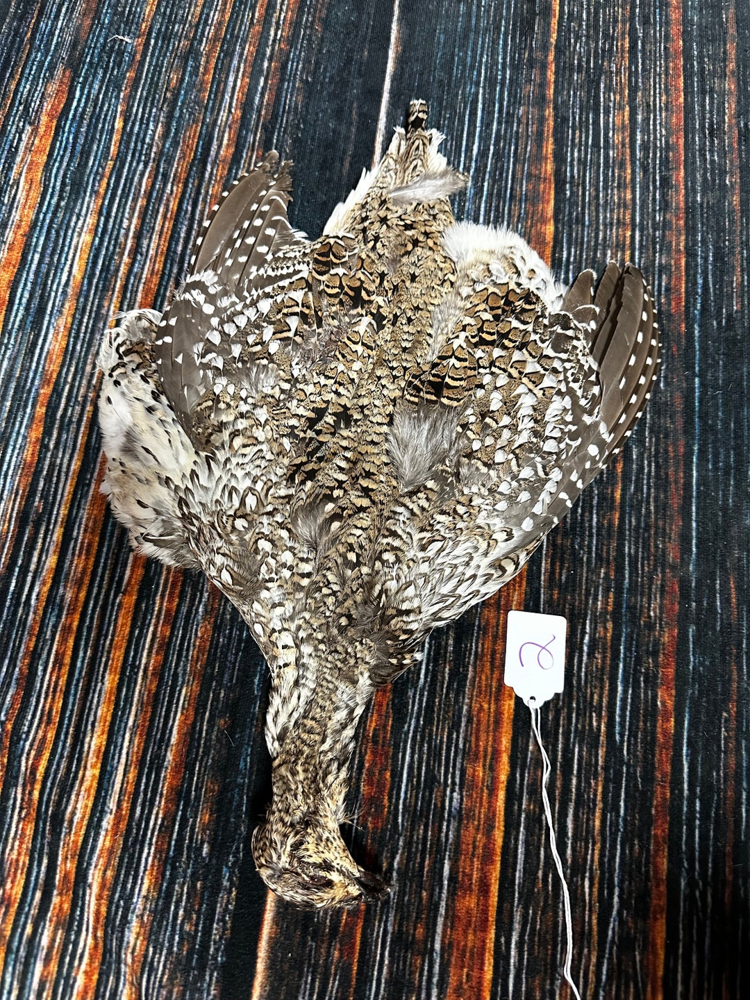 Real South Dakota Grouse Skin Feather Millinery Bustle Western Decor ...