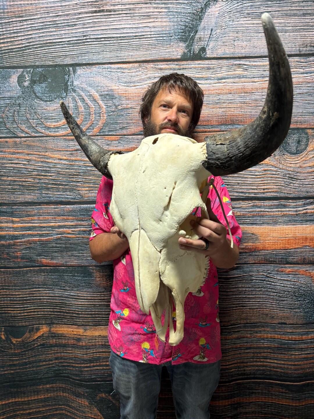Real American Bison Buffalo Skull Western Yard Decor Art Craft Supplies ...