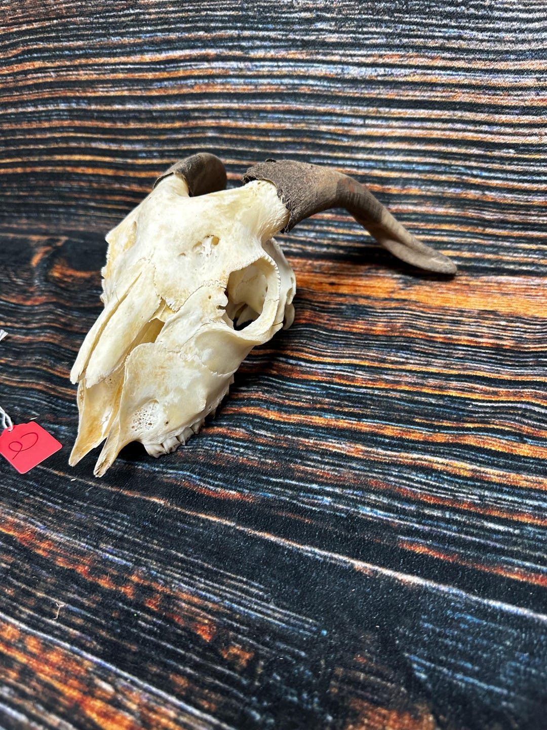 Unique Real Billy Goat Skull W/ Big Horns Ram Animal Mount Man Cave ...