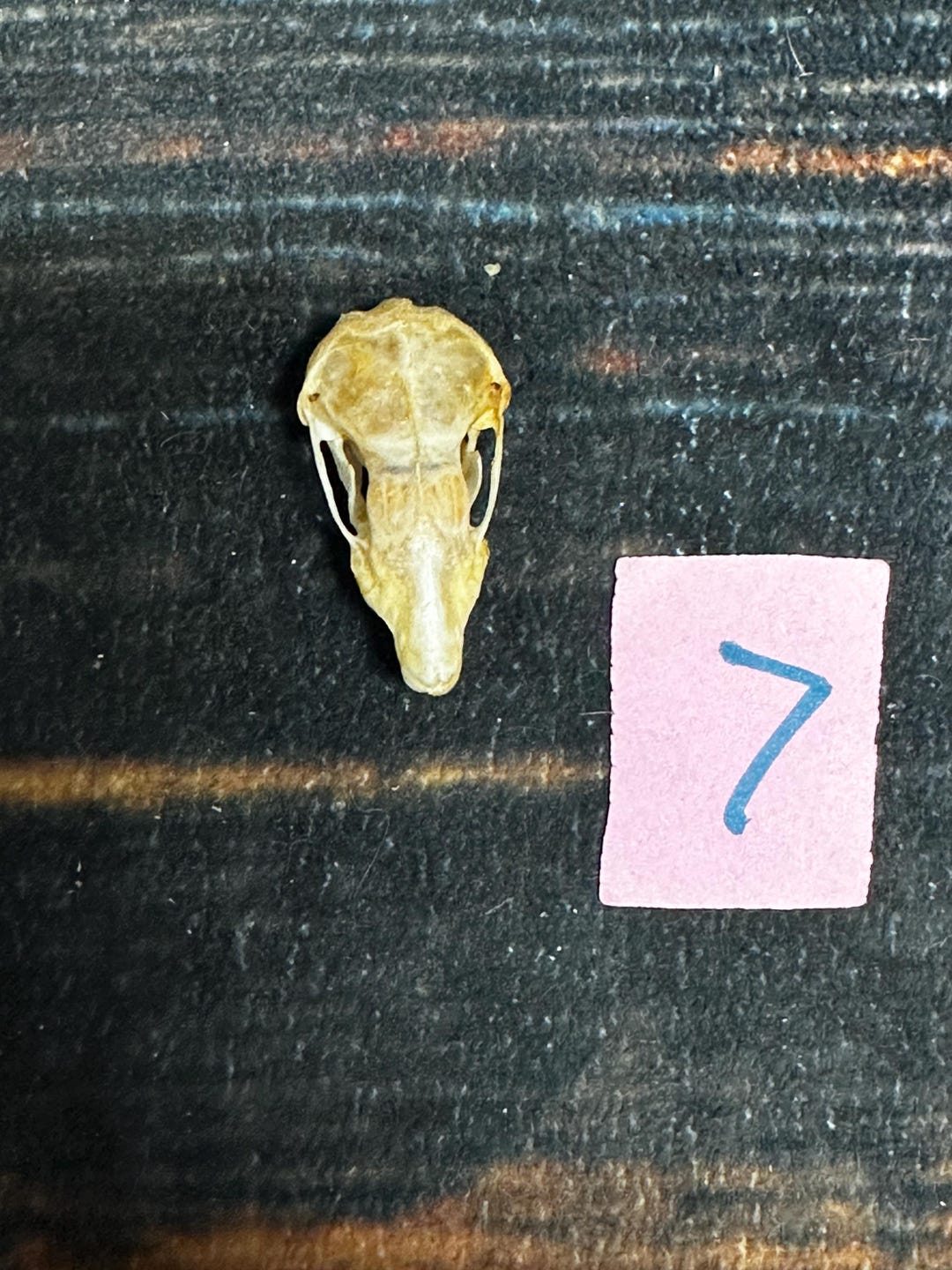 Odd Real XL Mole Skull Animal Bone Unique Christmas Gift Collection ...