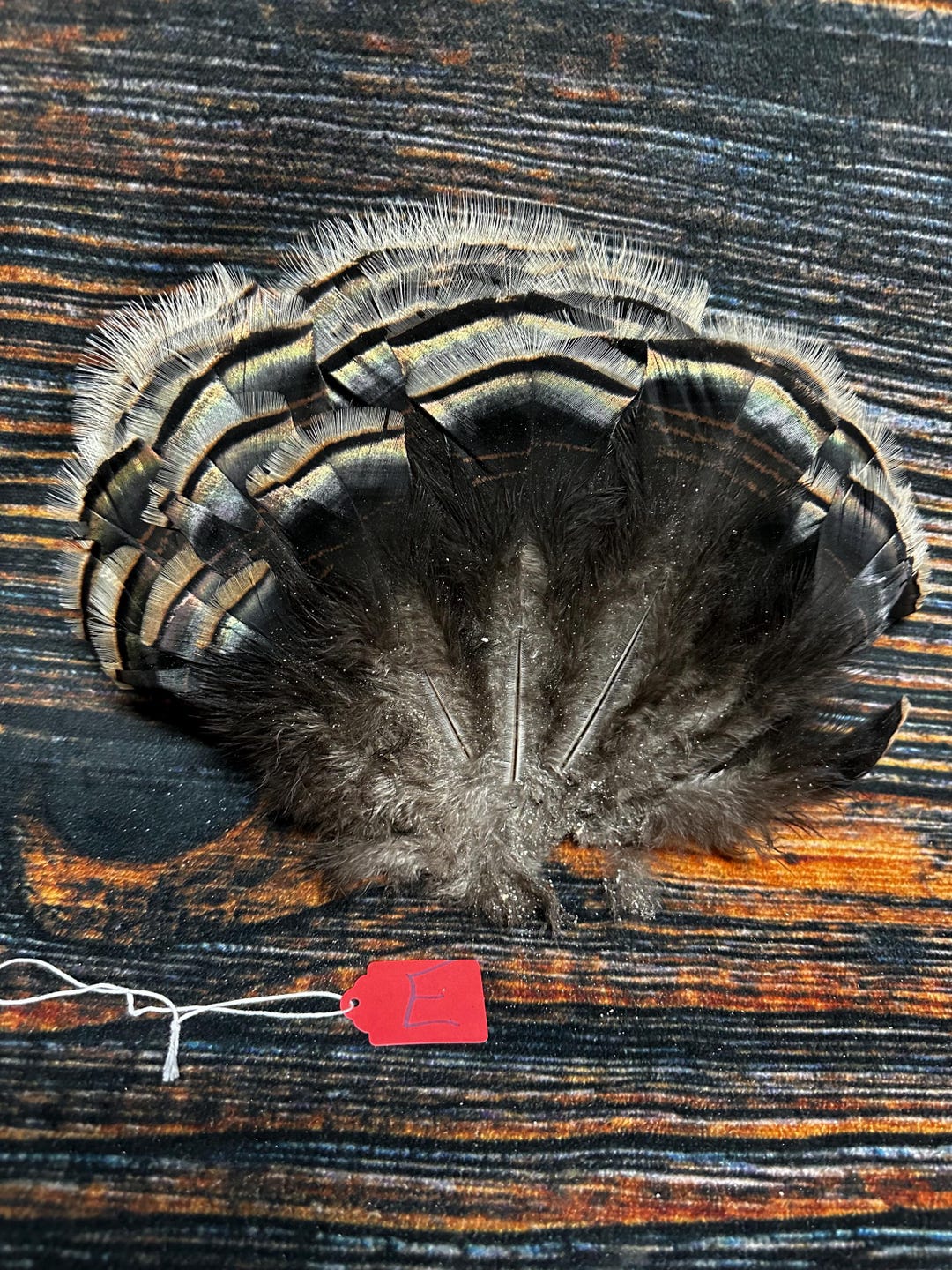 Real Wild Turkey Mini Tail Feather Millinery Bustle Western Decor Art ...