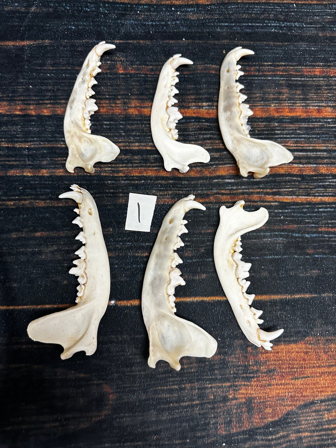 6 Real Coyote Jaws KNIFE Handle Craft Art Supply Mountain Man Bone ...