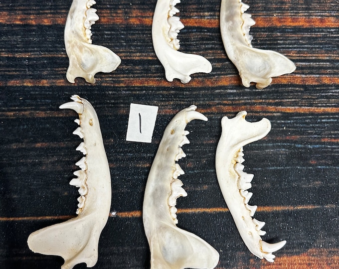 6 Real Coyote Jaws KNIFE Handle Craft Art Supply Mountain Man Bone ...