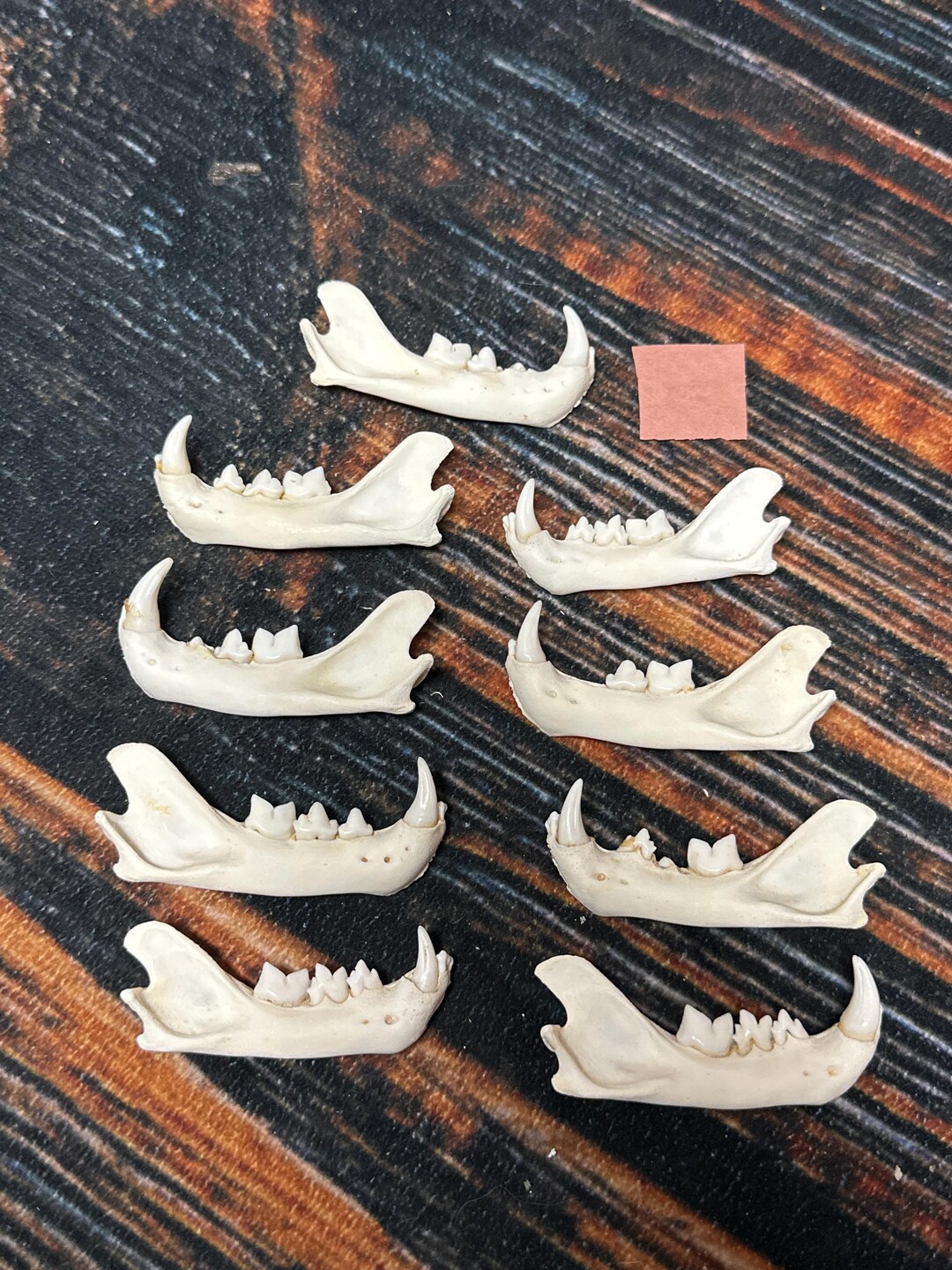 8 Real American Bobcat Jaws KNIFE Handle Craft Art Supply Mountain Man ...