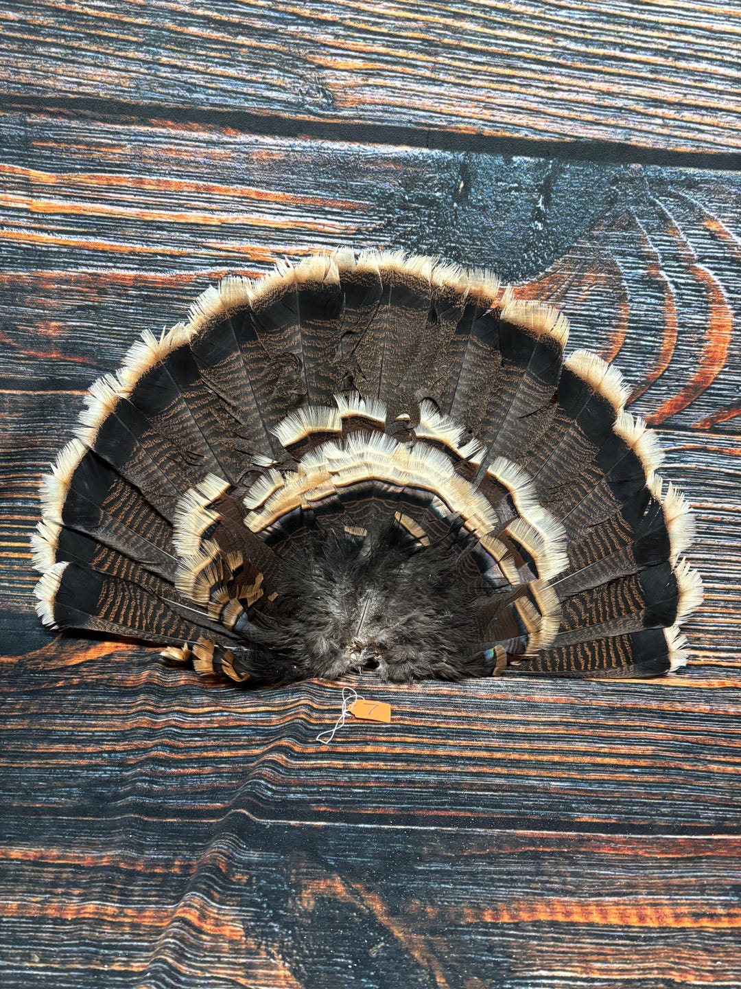 Real Wild Turkey Tail Merriam Feather Millinery Big Tom Decoy Bustle ...