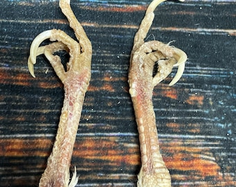 Bird Feet Biology - Etsy