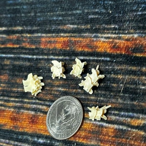 5 Real Fuzed Rattlesnake Vertebrae Bone Gothic Voodoo Witchcraft Craft ...