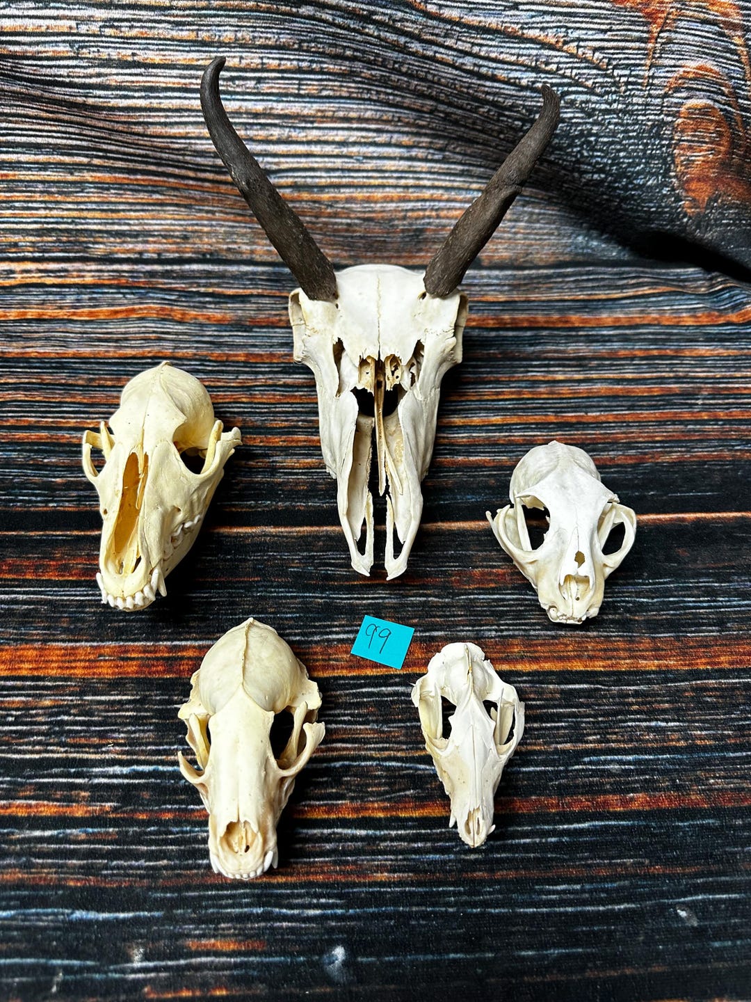 5 Lot Real Skulls Mount Unique Christmas Gift Man Cave Cabin Western ...