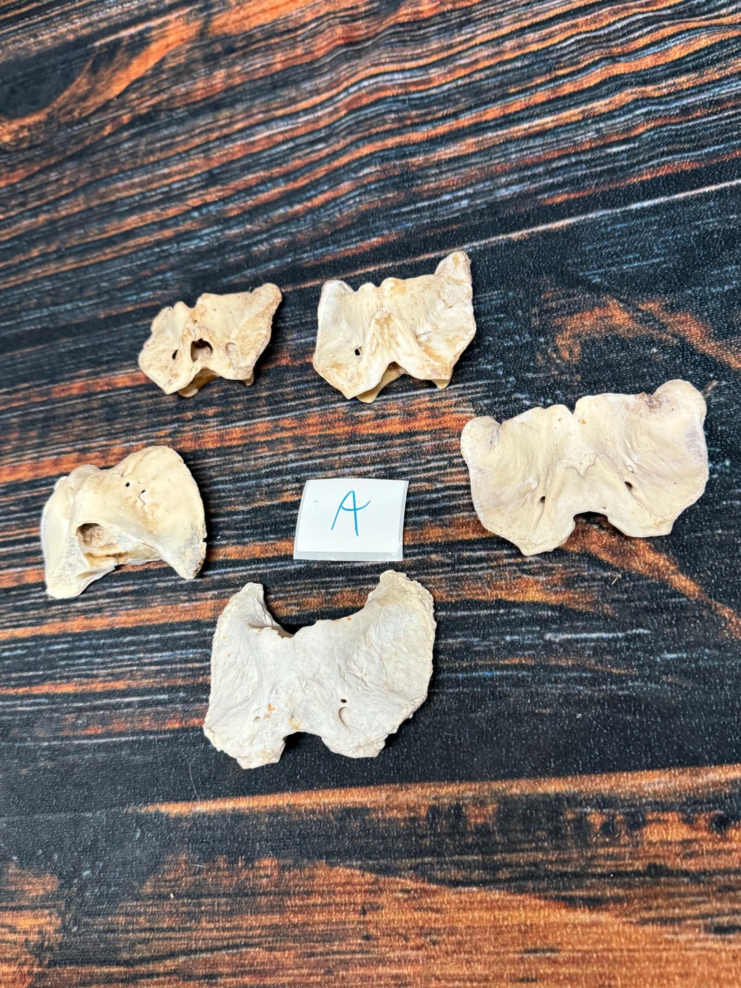 5 Real Animal Vertebrae Bone Gothic Voodoo Witchcraft Craft Art Beads ...