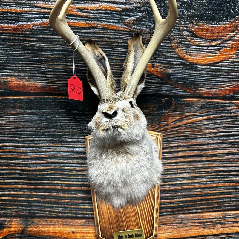 Jackalope Taxidermys - Etsy