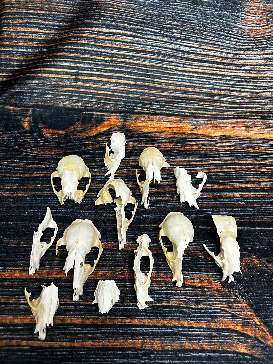 Real Animal Skulls 2 Educational Model Garden Decor Taxidermy Mount ...