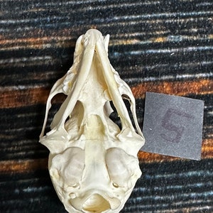 Real Pine Marten Skull Bone Animal Mount Odd Unique Christmas Gift ...