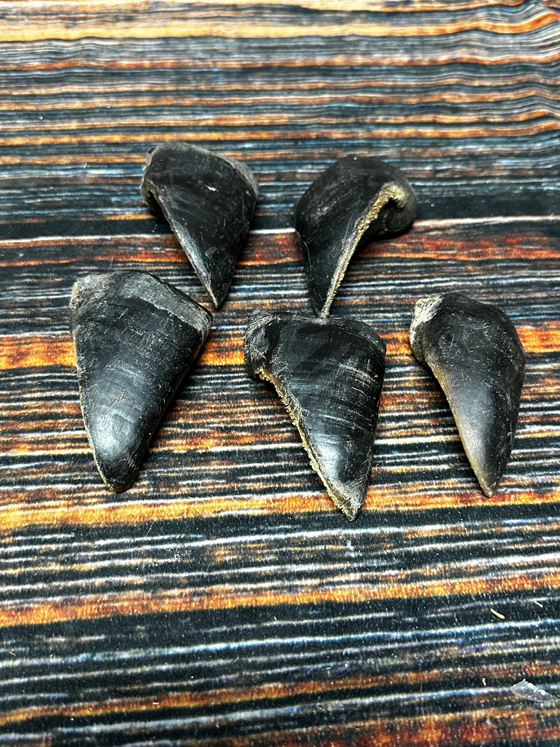 5 Real Elk Hooves Foot Native American Beads Art Craft Supply ...
