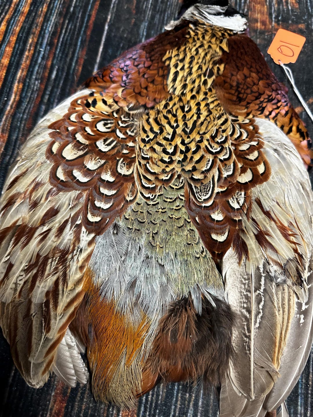 Real Ringneck Pheasant Skin Feather Millinery Bustle Western Decor Art ...