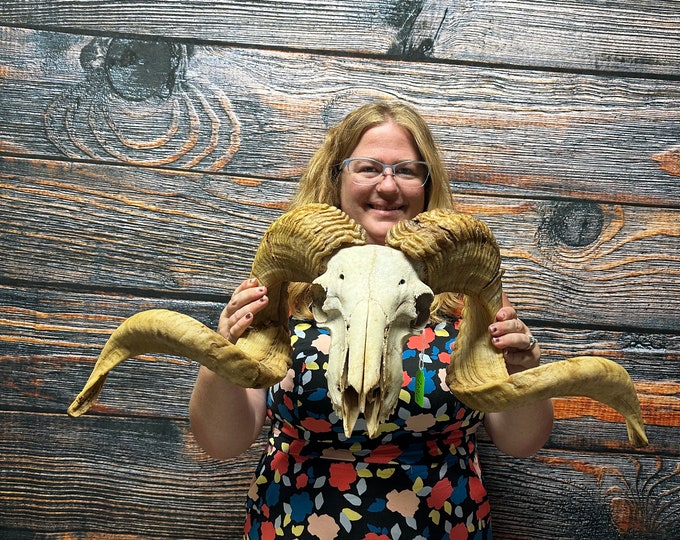 Real Ram Skull Head Sheep With Big Horns Western Decoration Man Cave ...