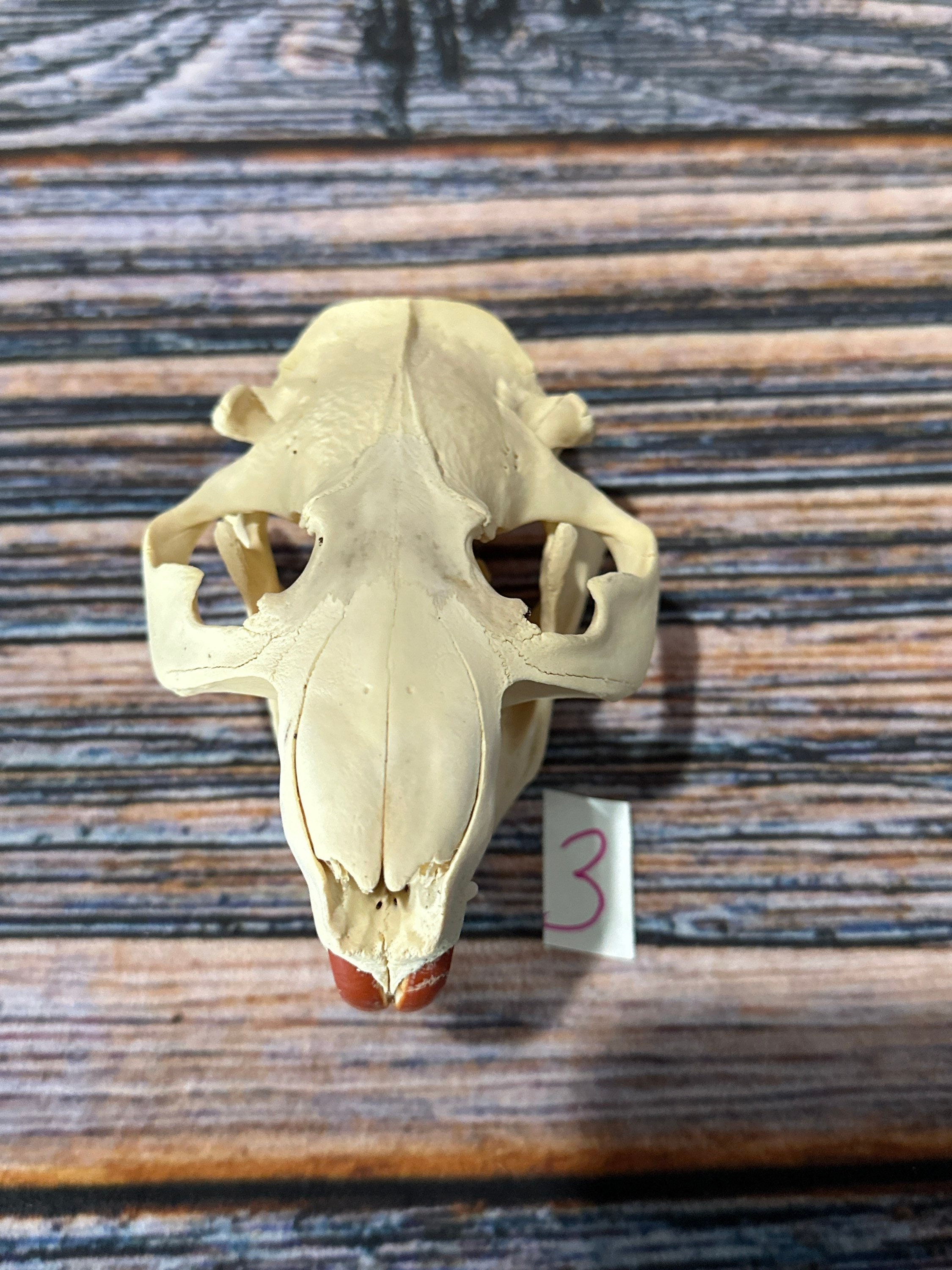 Wolf Skull Top View