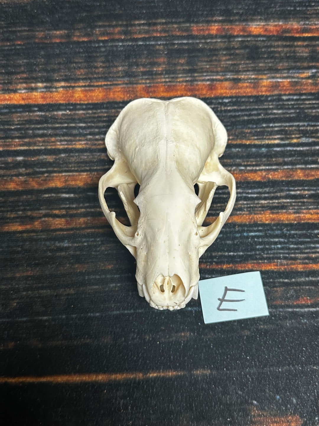 Real XL BADGER Skull Bone Animal Mount Man Cave Cabin Decor Art Craft ...