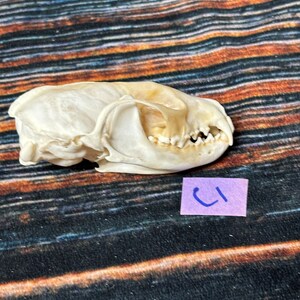 Real Female Fisher Skull Bone Animal Mount Odd Unique Christmas Gift ...