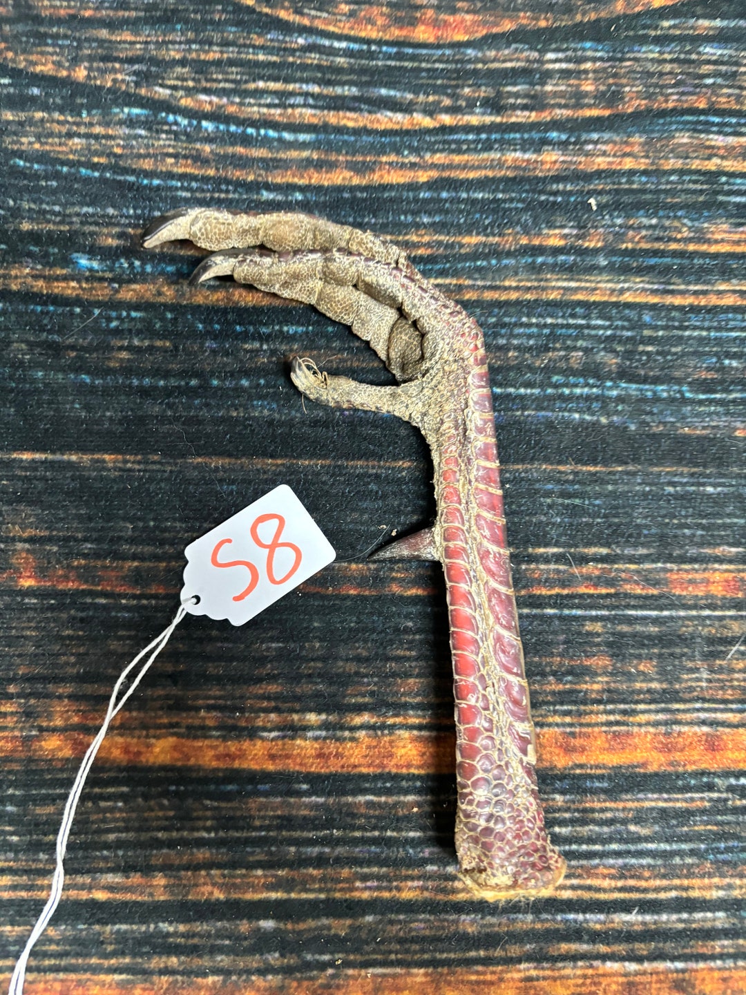 Real Wild Turkey Foot Taxidermy Mount Art Feet Voodoo Unique Christmas ...