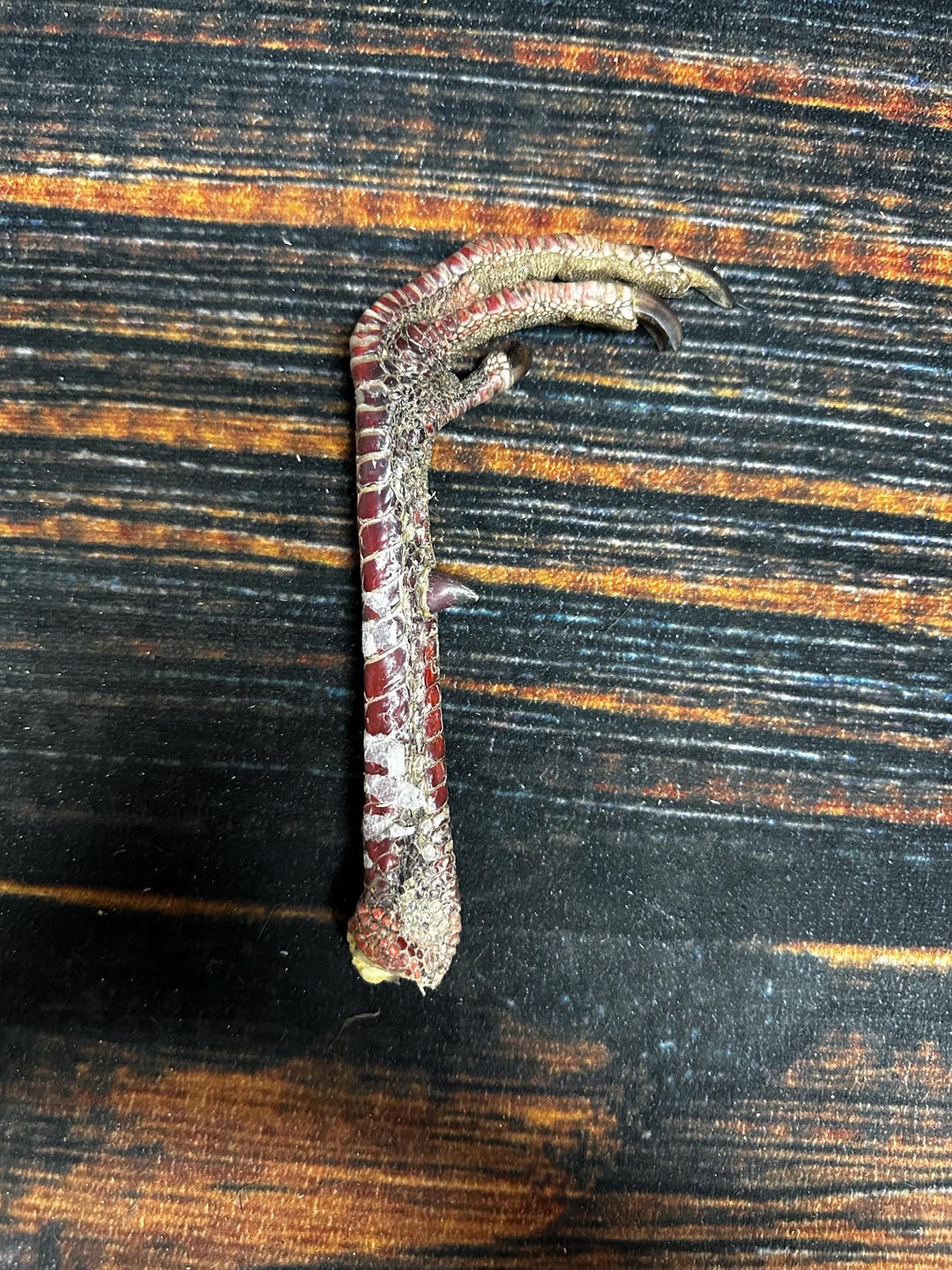 Real Wild Turkey Foot Taxidermy Mount Art Feet Voodoo Unique Christmas ...