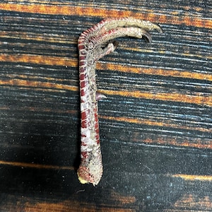 Real Wild Turkey Foot Taxidermy Mount Art Feet Voodoo Unique Christmas ...