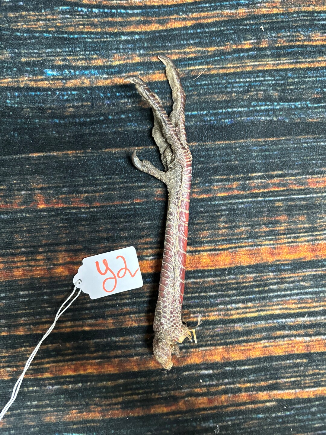 Real Wild Turkey Foot Taxidermy Mount Art Feet Voodoo Unique Christmas ...