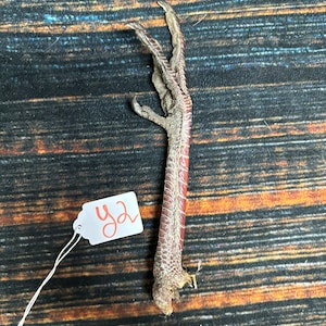 Real Wild Turkey Foot Taxidermy Mount Art Feet Voodoo Unique Christmas ...