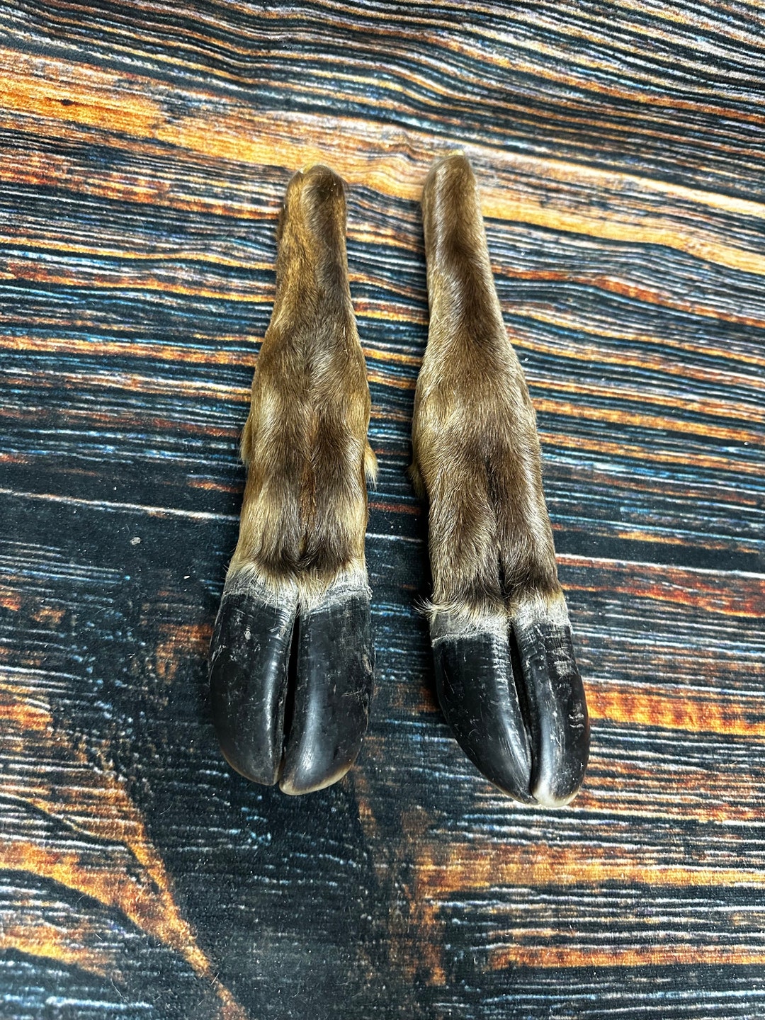 2 Straight ELK Feet Cured Knife Cane Handle Gun Rack Witch Craft Animal ...