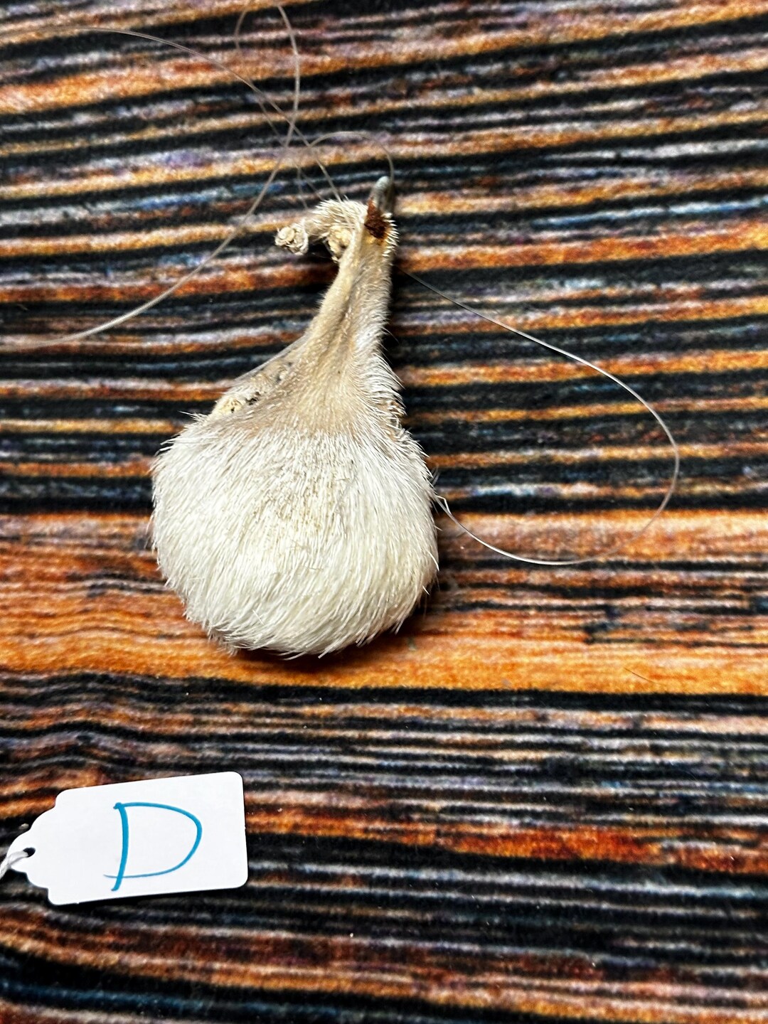 Real Antelope Scrotum Unique Ball Bag Oddity Nutsack Gag Gift Winter ...