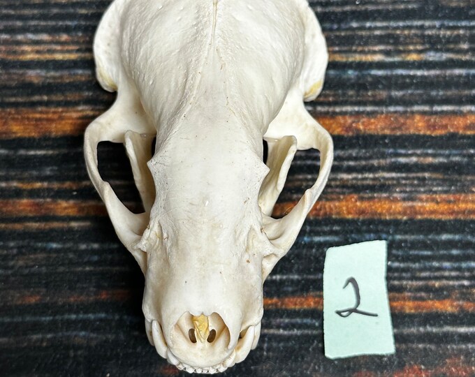 Real XL BADGER Skull Bone Animal Mount Man Cave Cabin Decor Art Craft ...