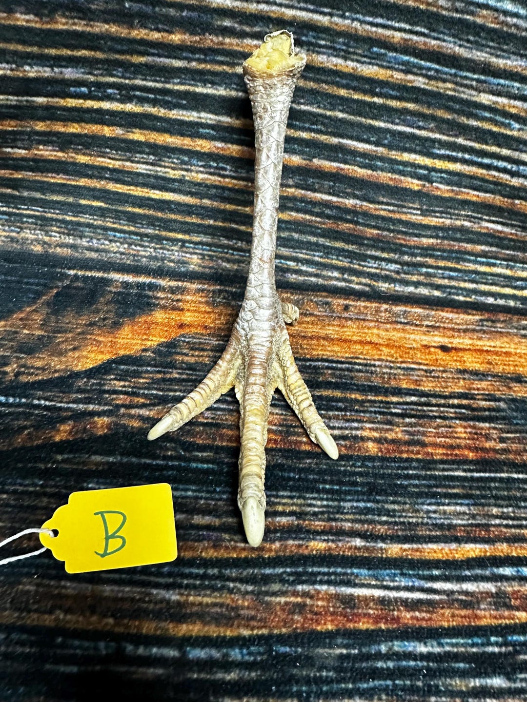 Real Wild Turkey Foot Taxidermy Mount Art Feet Voodoo Unique Christmas ...