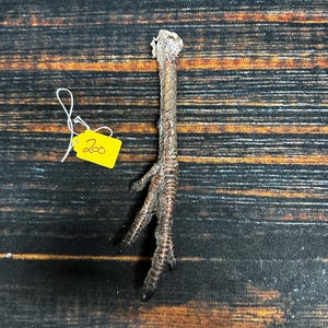 Real Wild Turkey Foot Taxidermy Mount Art Feet Voodoo Unique Christmas ...