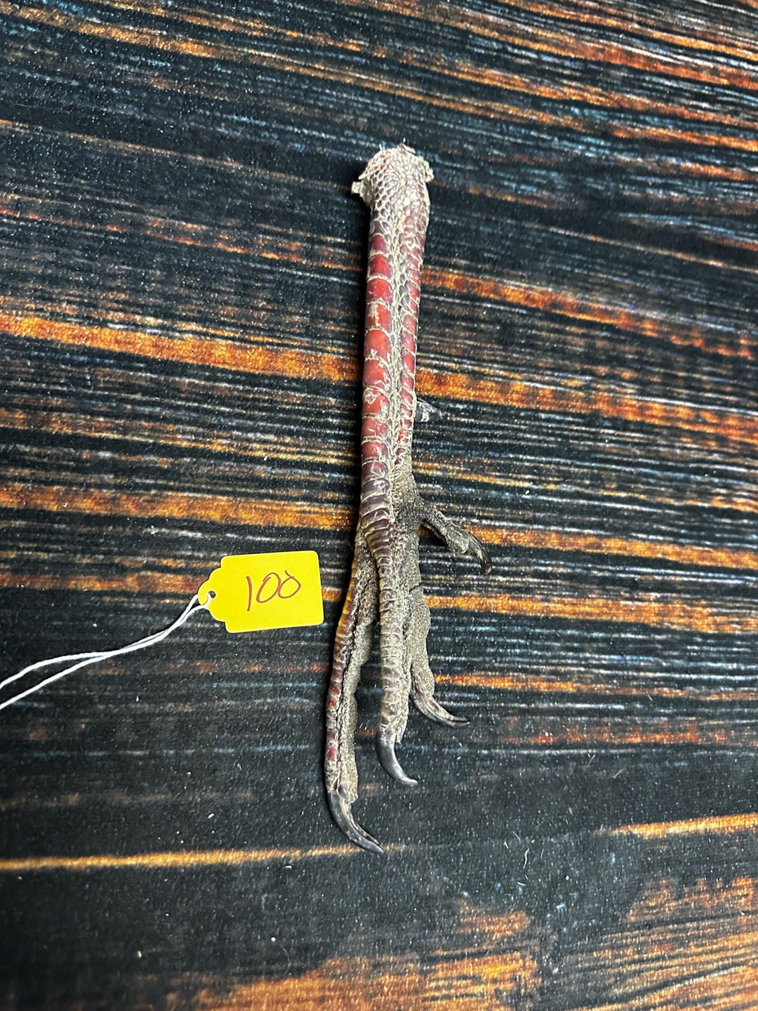 Real Wild Turkey Foot Taxidermy Mount Art Feet Voodoo Unique Christmas ...