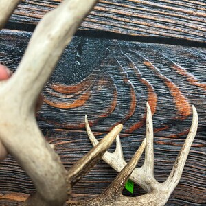 Trophy Wild 10 Point Whitetail Deer Rack Antler Mount Horn Head Unique ...