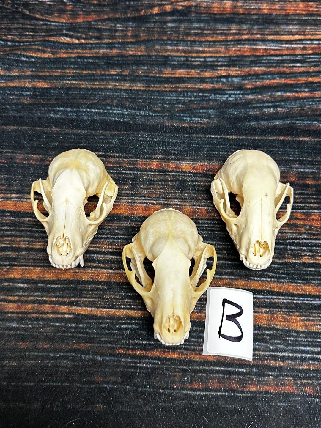 3 Real Raccoon Skulls Heads Bone Educational Model Garden Decor ...