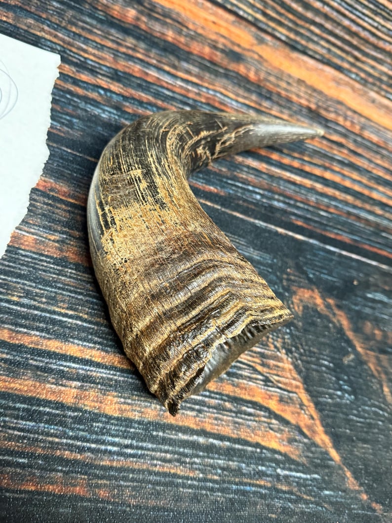 Real Herd Bull American Bison Buffalo Horn Cap Western Yard Decor Art ...